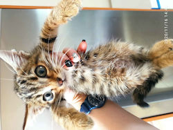 Xiaomi Redmi Note 8 Pro (128GB) Mineral Grey | Skroutz.gr