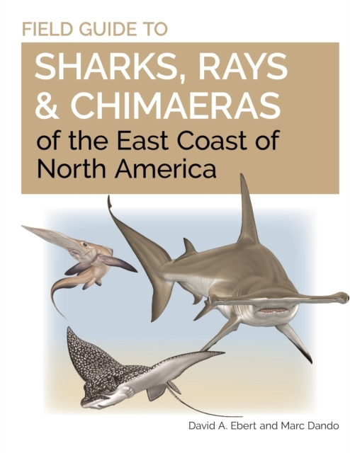 Field Guide To Sharks Rays And Chimaeras Of The East Coast Of North ...