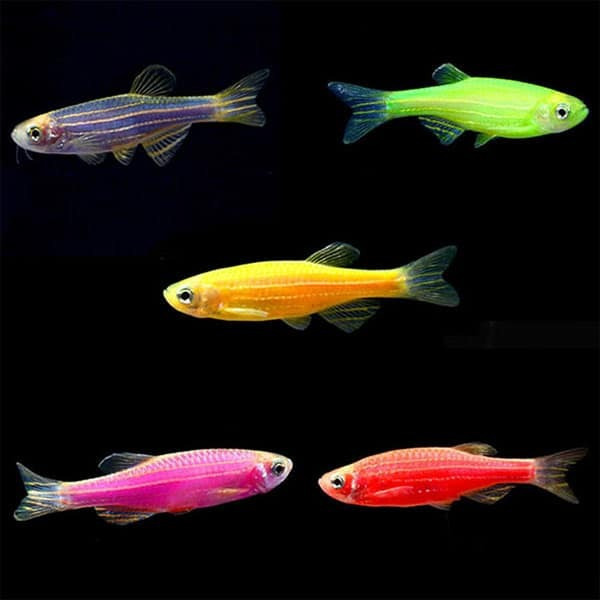 Danio rerio - Zebra Danio Colour Mix 2.5-3.5cm Ψάρι Ενυδρείου 77452 ...