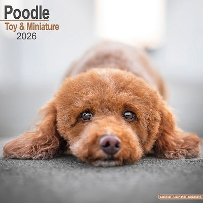 Poodle Toy & Miniature Calendar 2026 Square Dog Breed Wall Calendar 16 ...